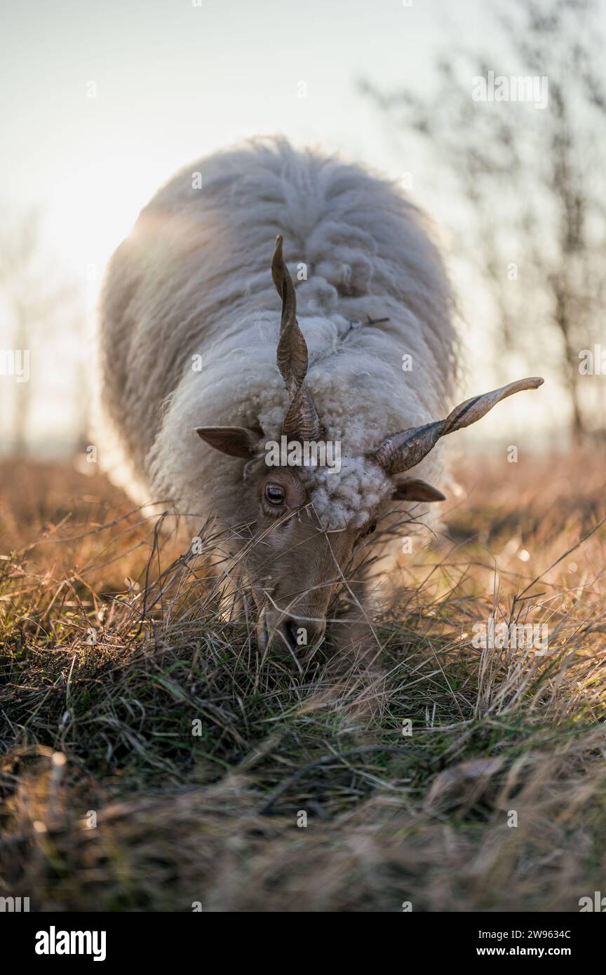 Hungarian Racka sheeps grazing on a field and in a forest during sunset ...