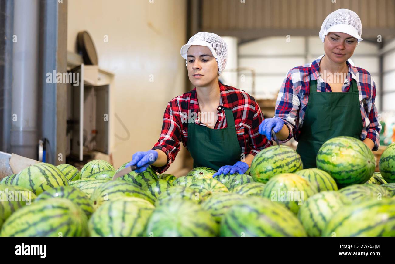 Female sorters working on watermelons sorting line in fruit processing ...