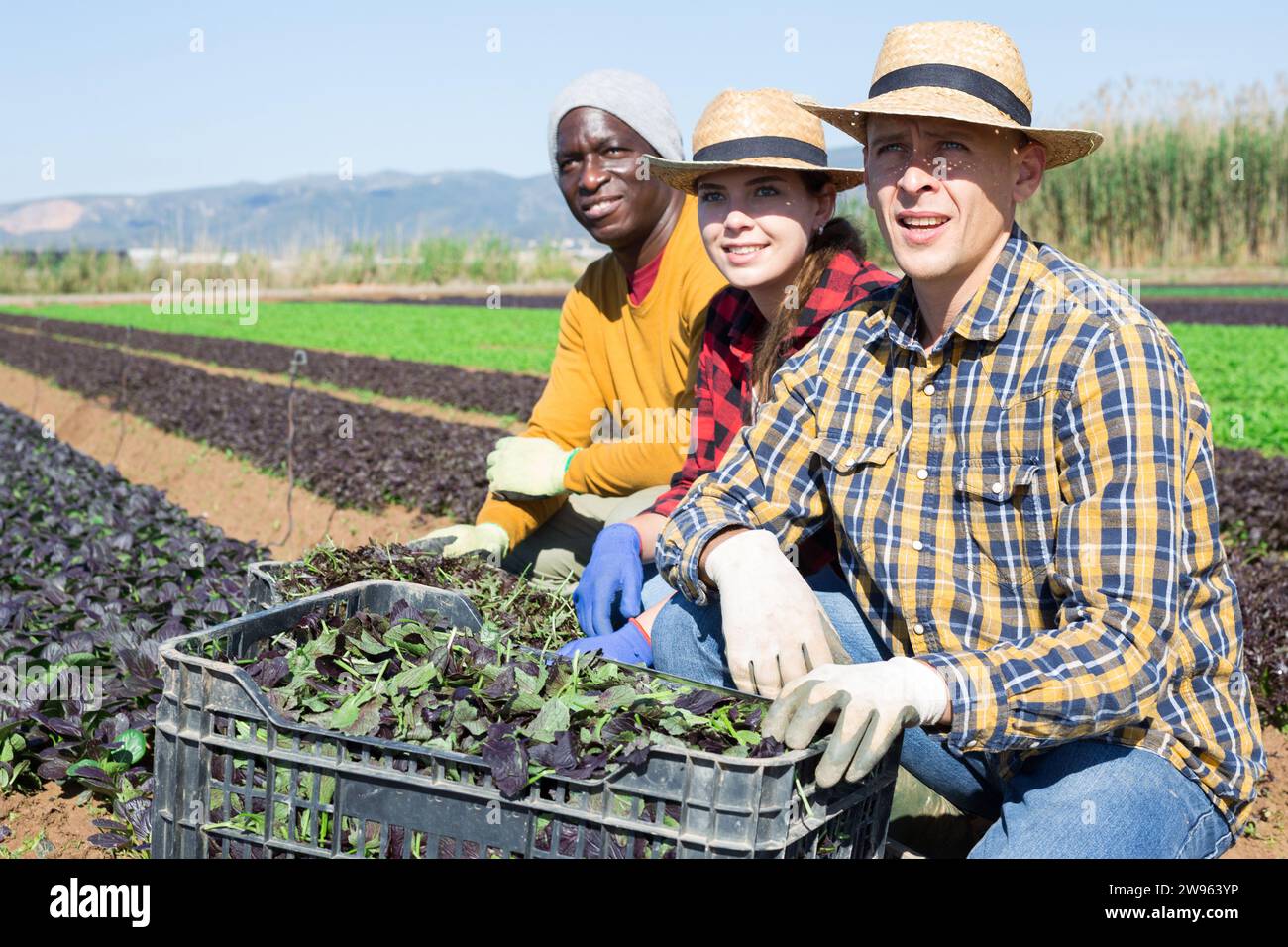 Three farmers posing on leaf vegetables field Stock Photo - Alamy