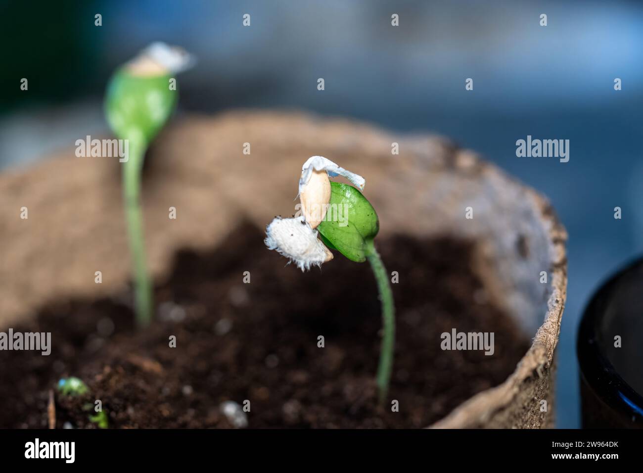 Zucchini seeding is transplanted into the ground after germination from ...