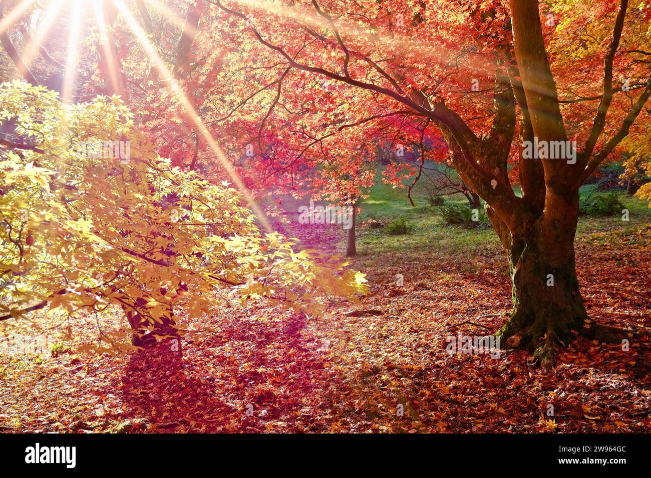 Sunlight shines through the red and yellow leaves of the Acer palmatum ...