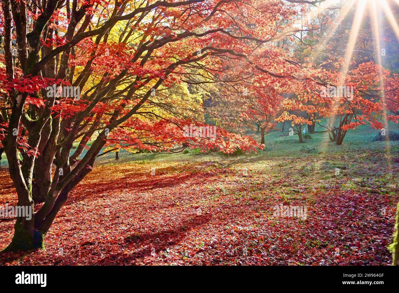 Sunlight shines through the red and yellow leaves of the Acer palmatum ...