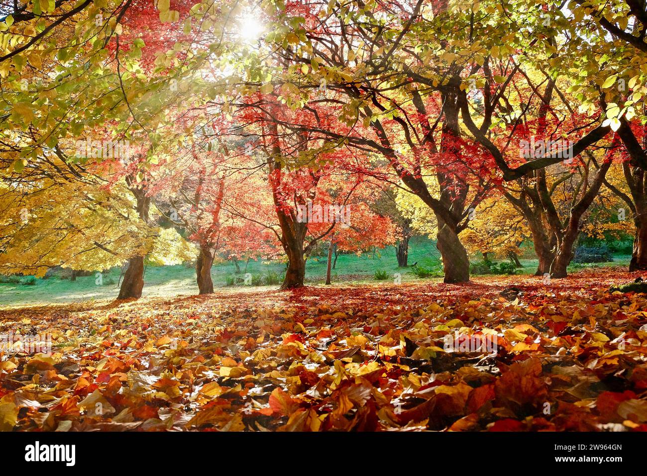 Sunlight shines through the red and yellow leaves of the Acer palmatum ...