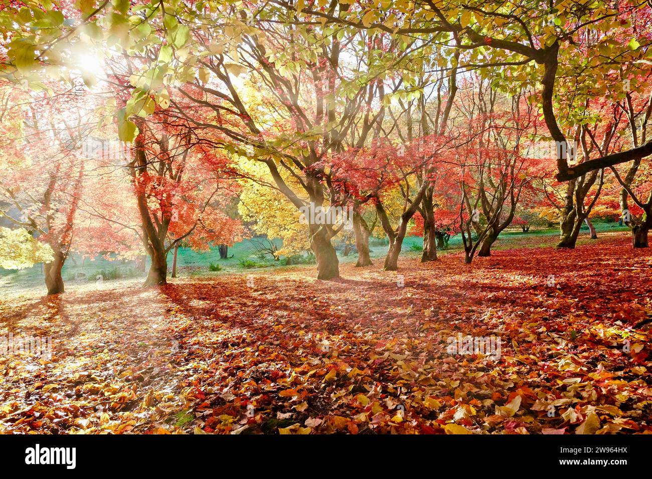 Sunlight shines through the red and yellow leaves of the Acer palmatum ...