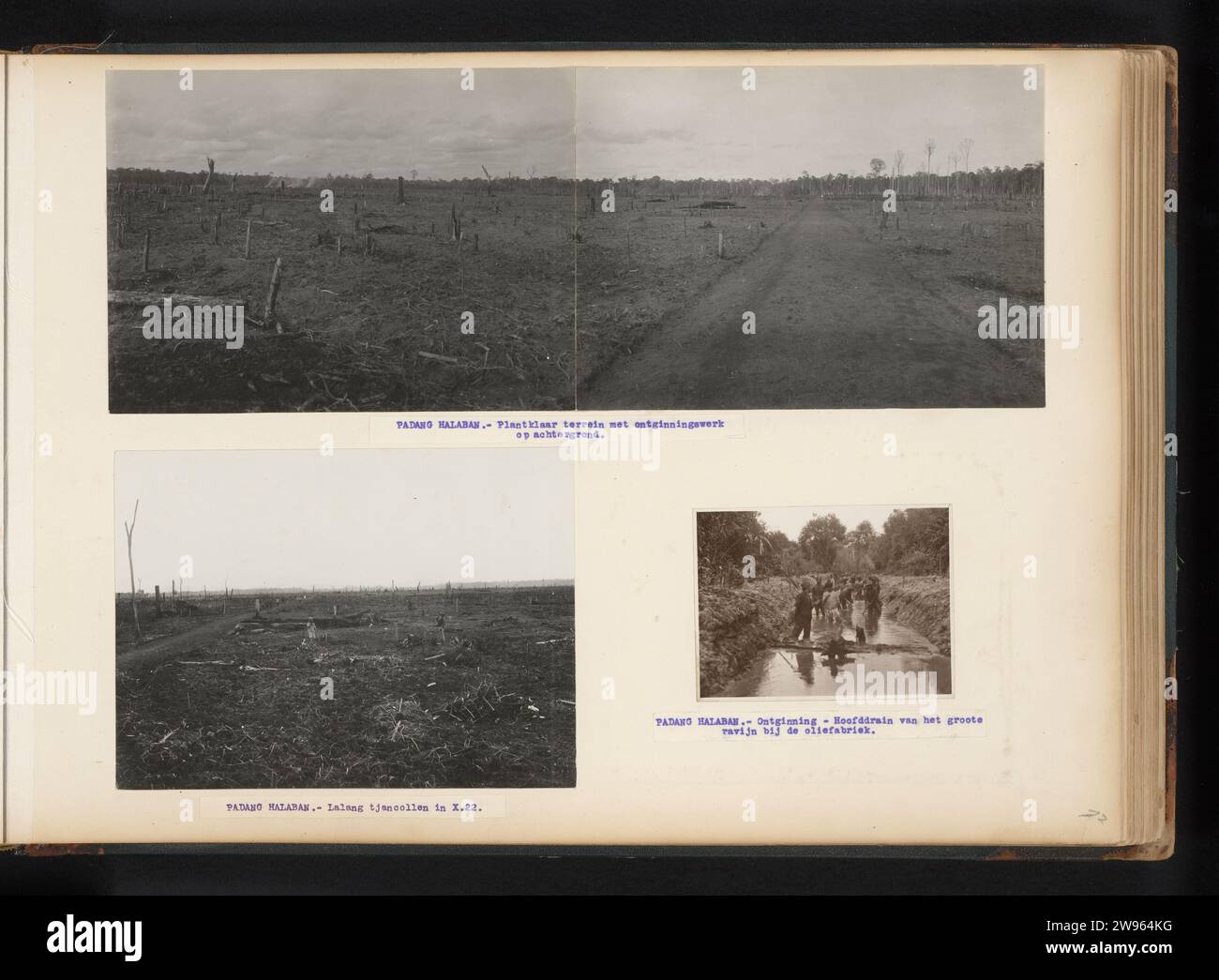 Palmoliecultuur Op Padang Halaban, Anonymous, 1931 photograph Leaf with ...