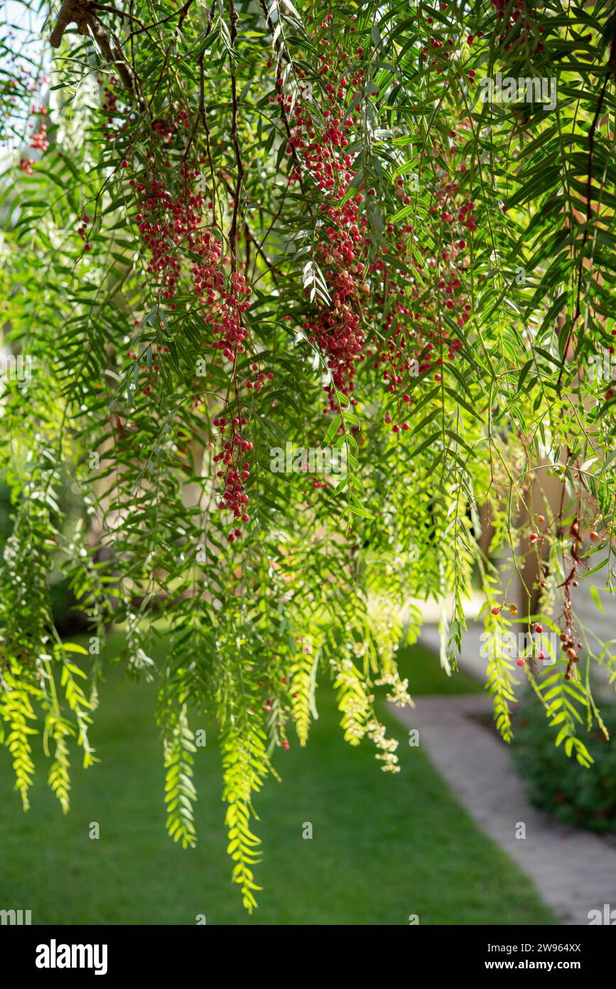 Pepper tree, Schinus molle, ornamental tree of the cashew family ...