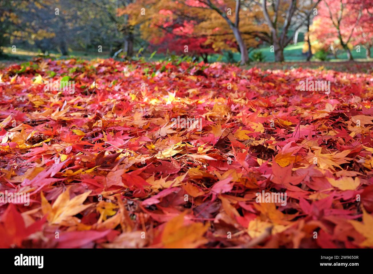 The leaf litter of red, yellow and orange leaves of the Acer palmatum ...