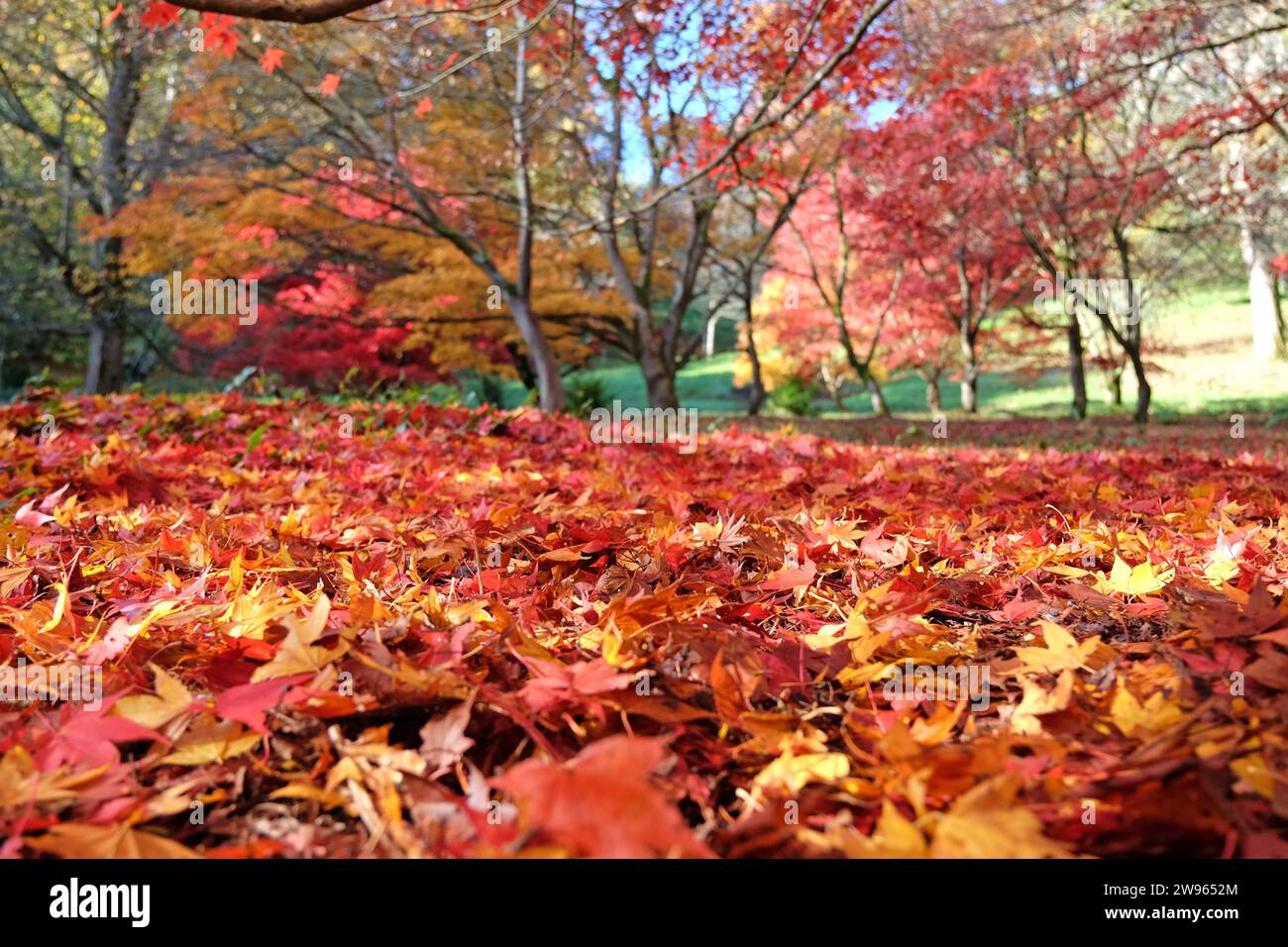 The leaf litter of red, yellow and orange leaves of the Acer palmatum ...