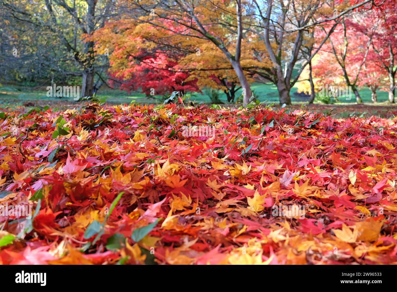 The leaf litter of red, yellow and orange leaves of the Acer palmatum ...