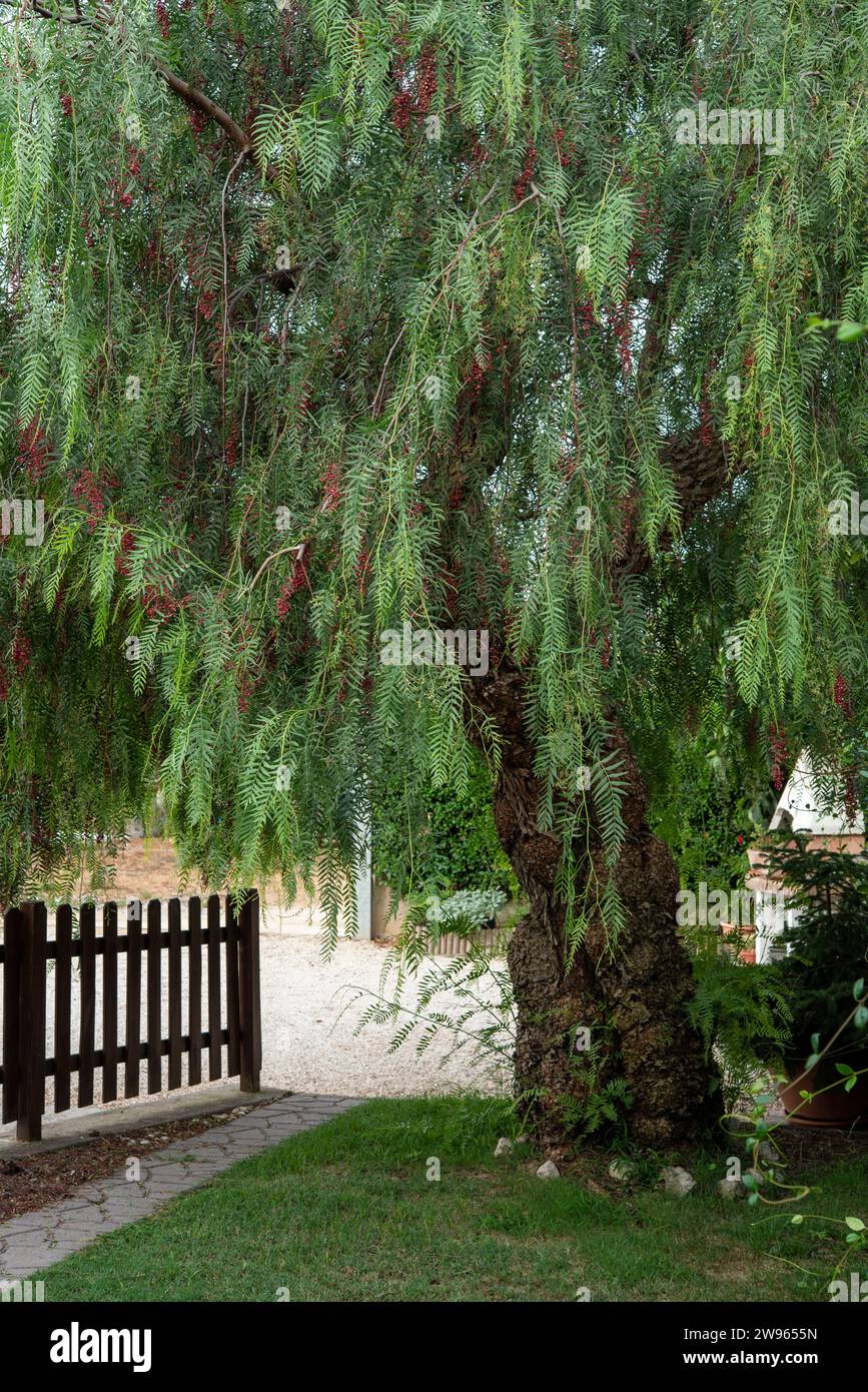 Pepper tree, Schinus molle, ornamental tree of the cashew family ...
