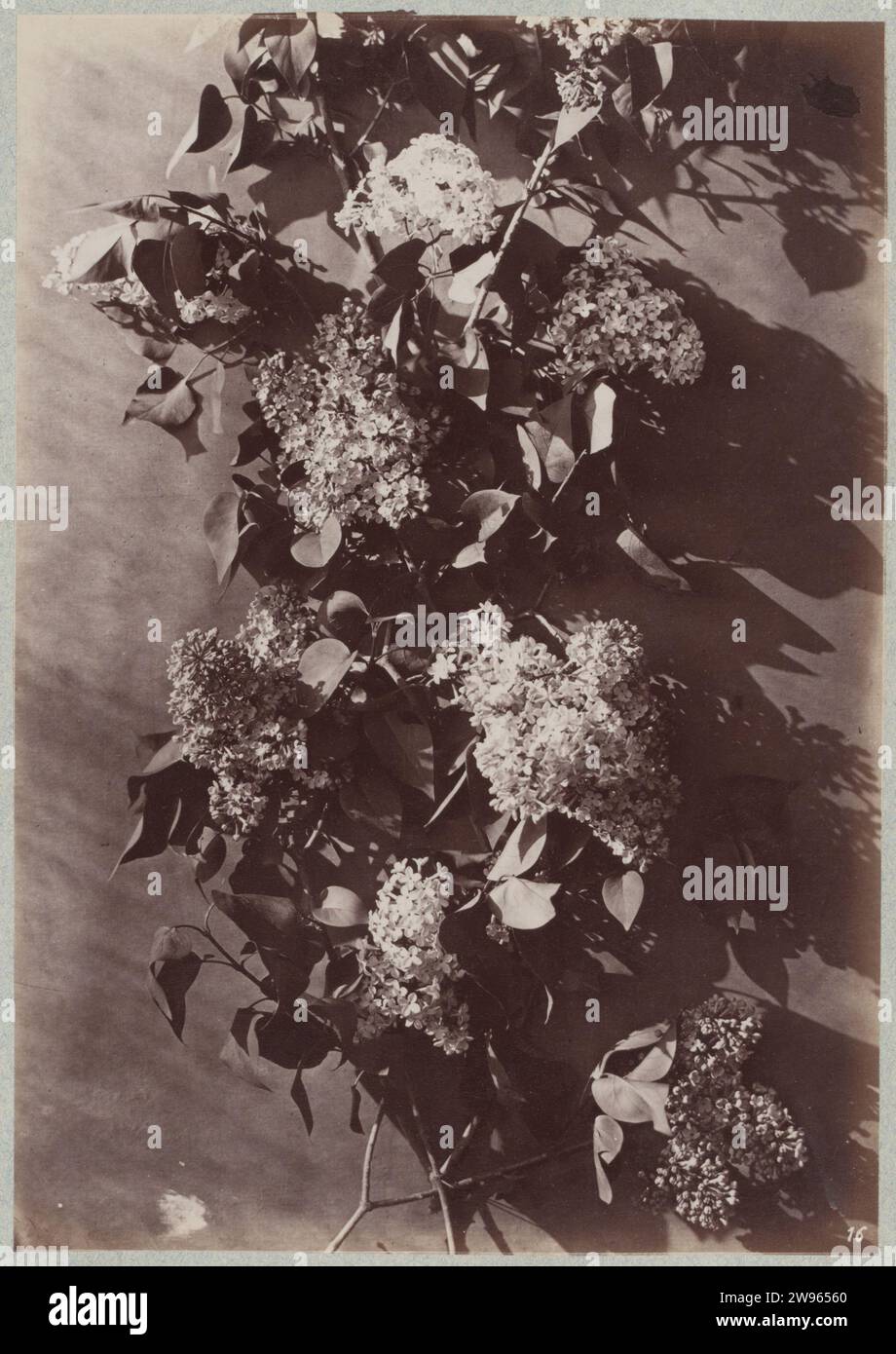 Flower study with branches, c. 1875 - c. 1895 photograph Part of ...