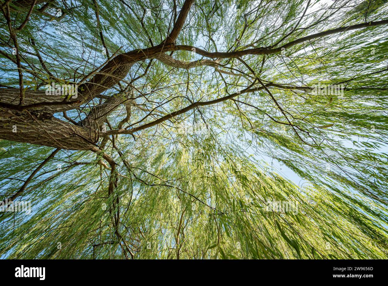 Salix babylonica is a tree of the family Salicaee Stock Photo - Alamy
