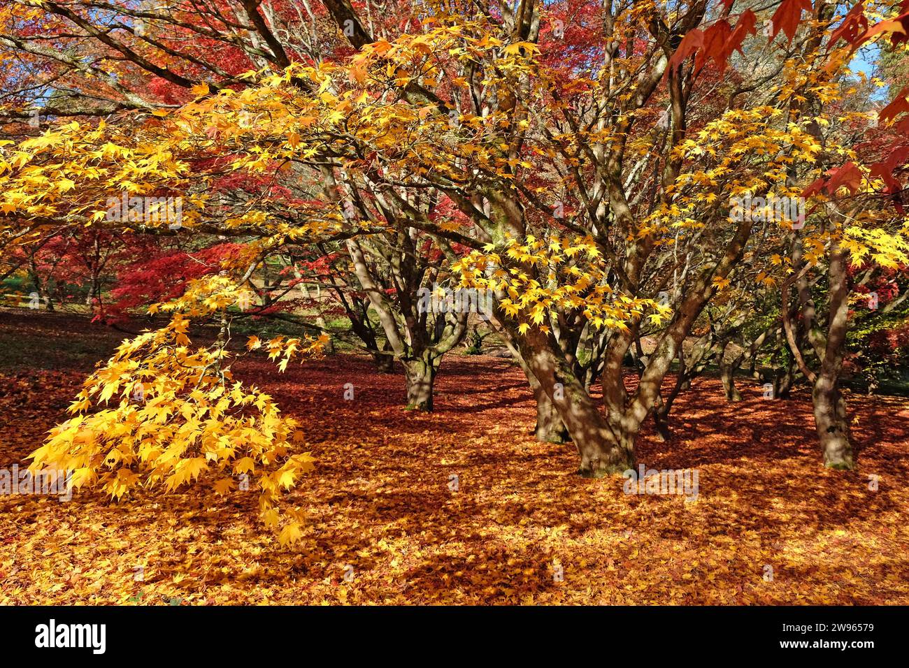 The yellow leaves of the Acer palmatum, or Japanese maple tree during ...