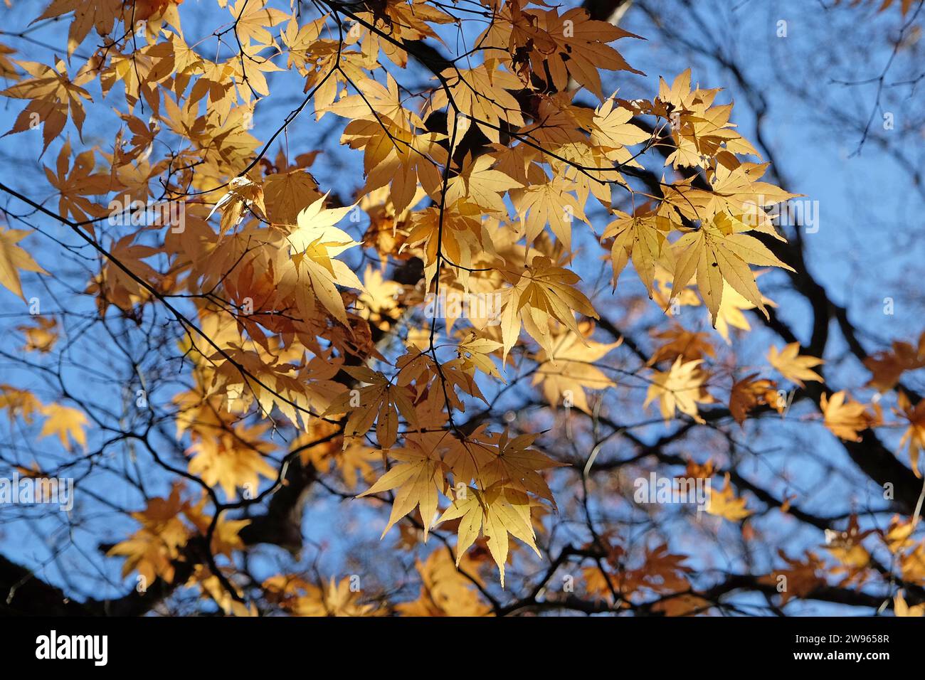 The yellow leaves of the Acer palmatum, or Japanese maple tree during ...
