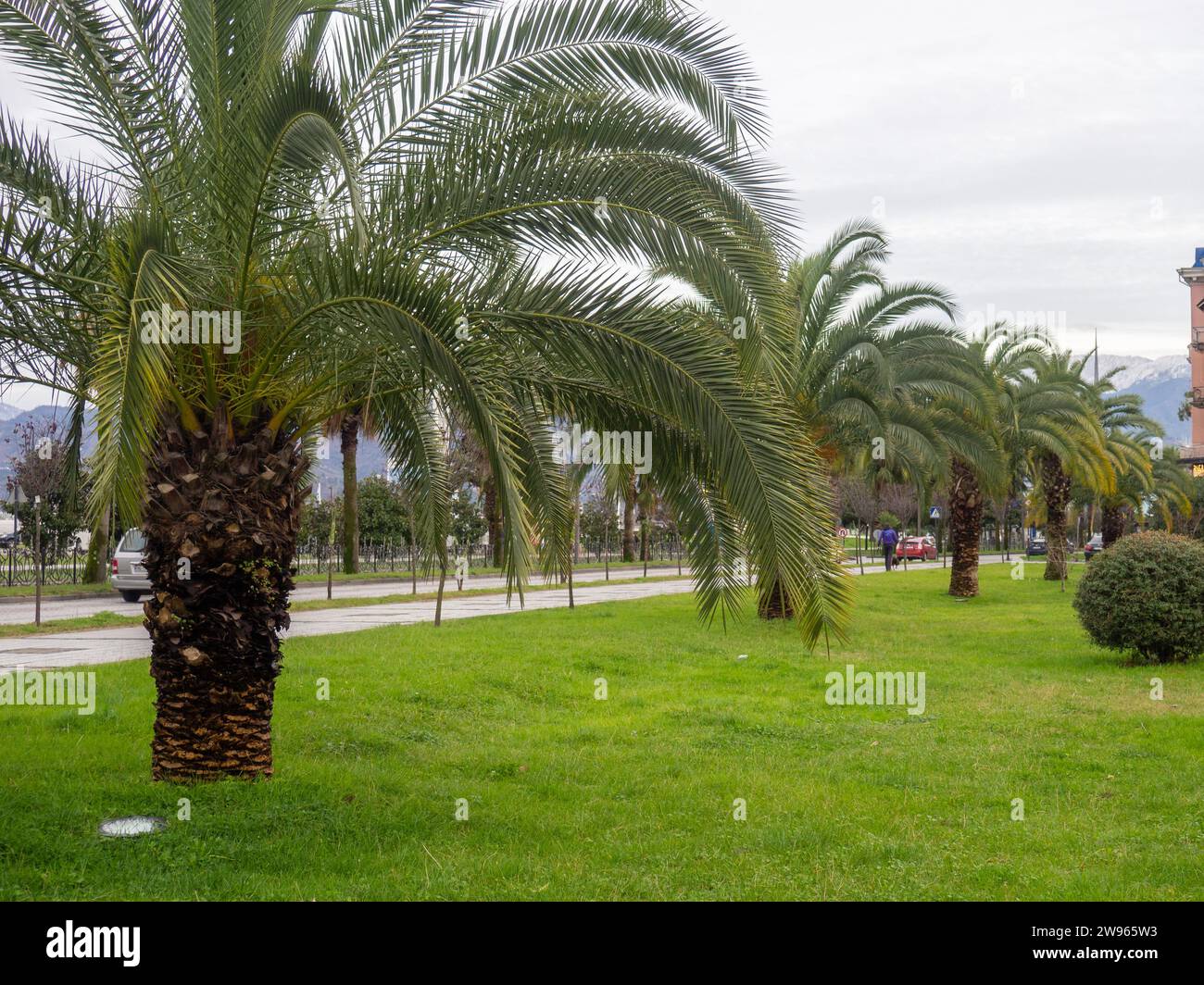 Batumi parks in December. Green park in winter. Well maintained landing ...