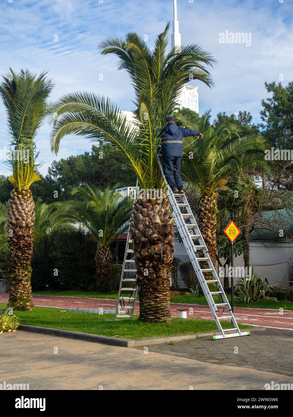 Landscaping workers tie palm leaves with rope. Palm tree leaves trimmed ...