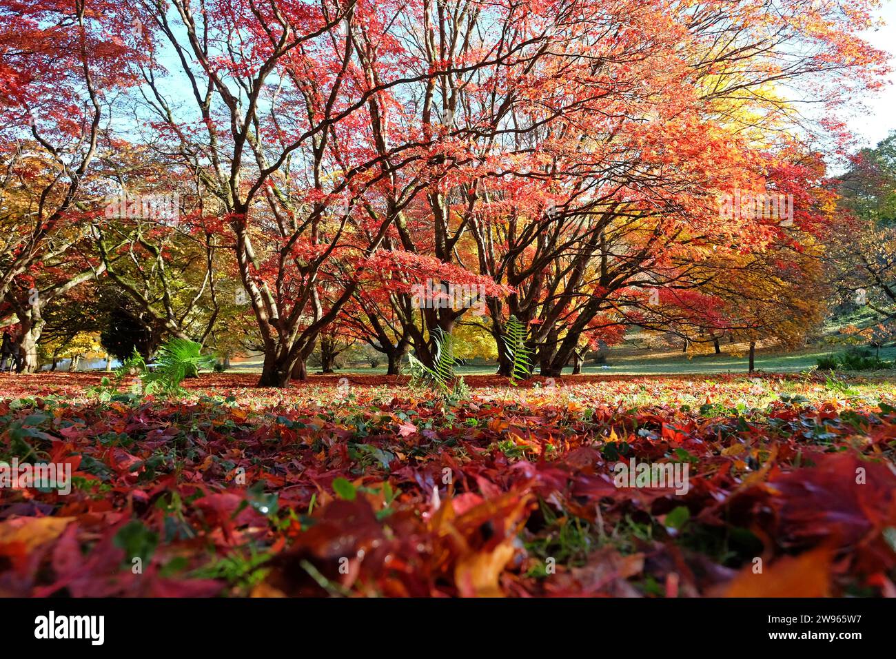 Red and yellow leaves fallen on the ground from Acer palmatum, or ...