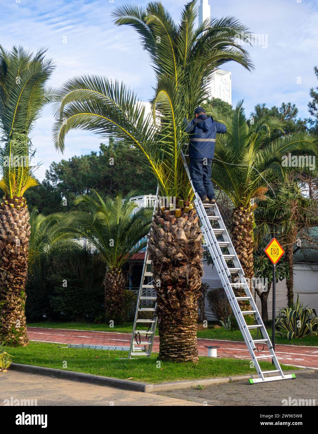 Landscaping workers tie palm leaves with rope. Palm tree leaves trimmed ...