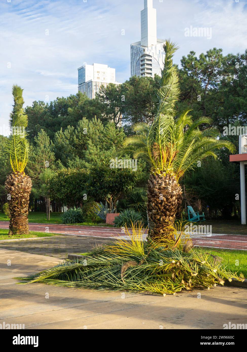 Palm tree leaves trimmed by gardeners at the resort. December at sea ...