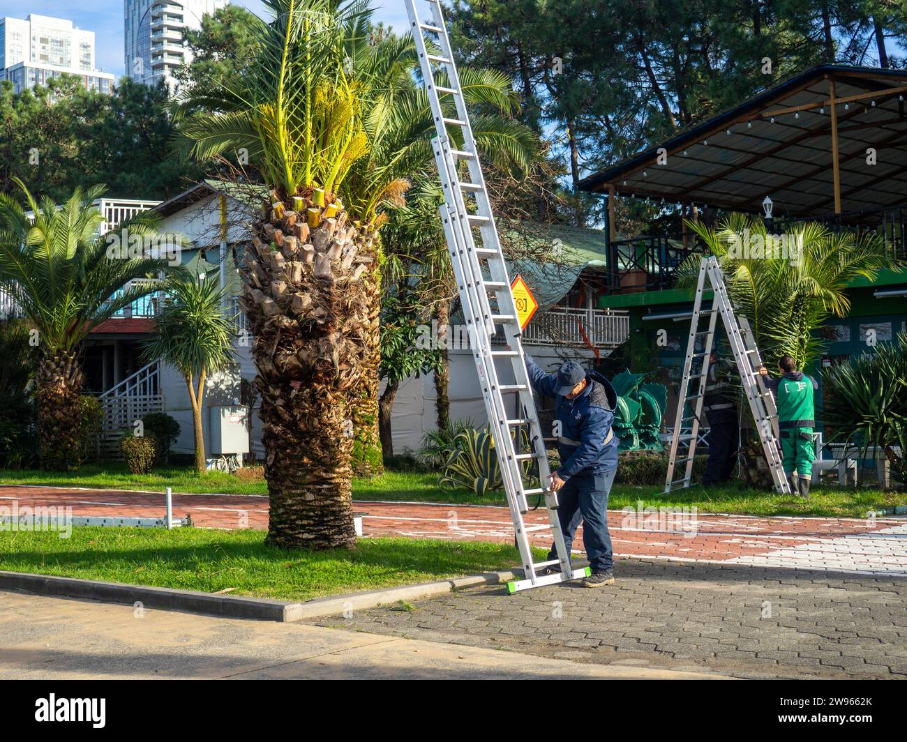 Landscaping workers tie palm leaves with rope. Palm tree leaves trimmed ...