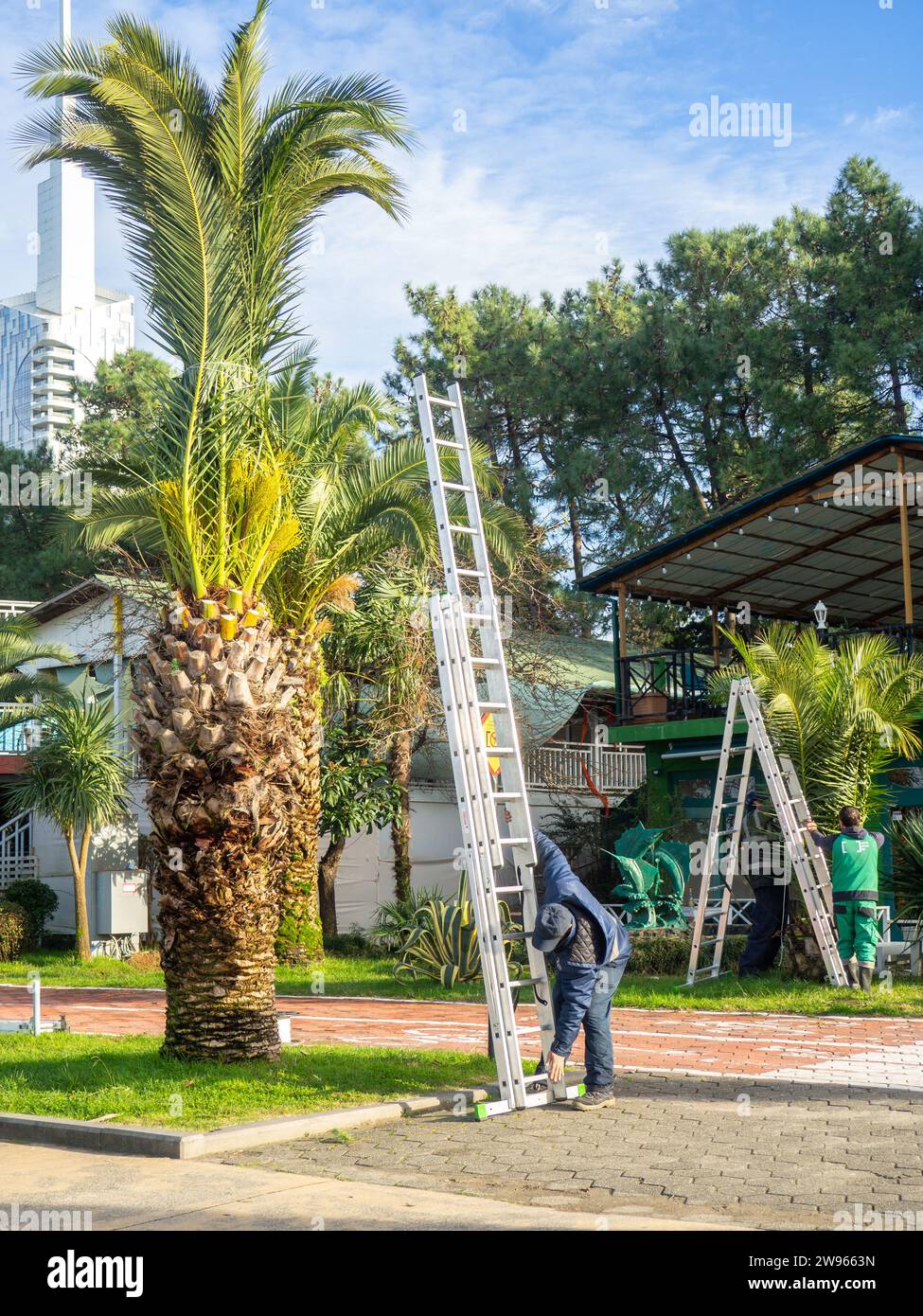 Landscaping workers tie palm leaves with rope. Palm tree leaves trimmed ...