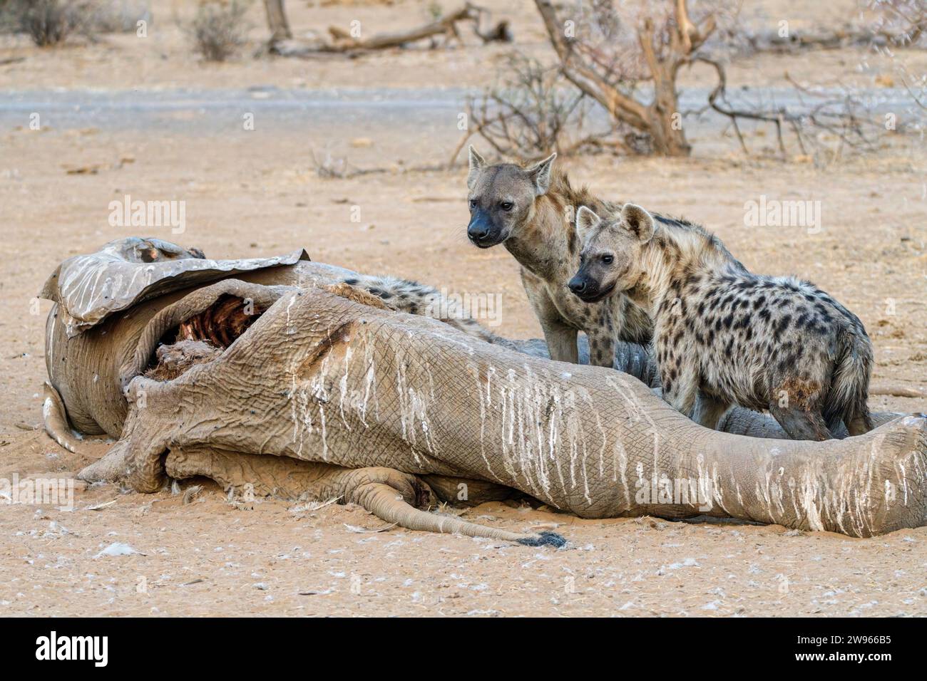 Spotted hyena, Crocuta crocuta, scavenging on an elephant carcass ...