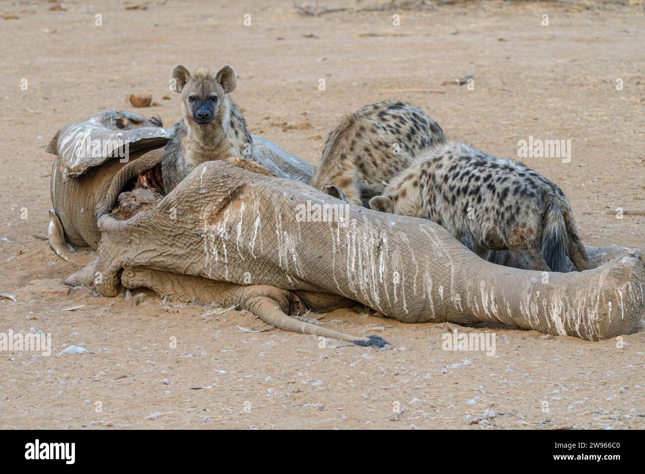 Spotted hyena, Crocuta crocuta, scavenging on an elephant carcass ...