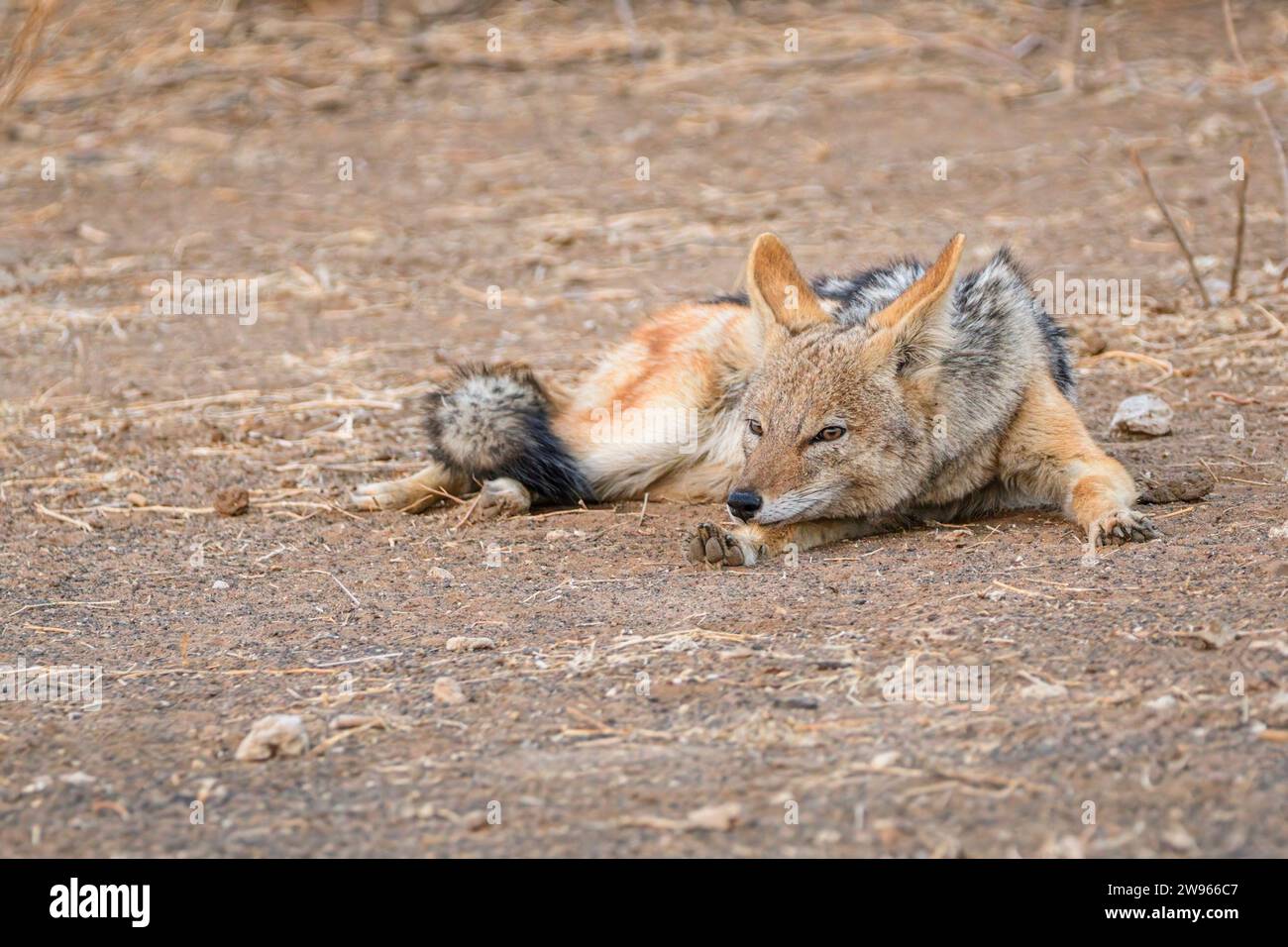 Cape black-backed jackal, Lupulella mesomelas, Mashatu Game Reserve ...