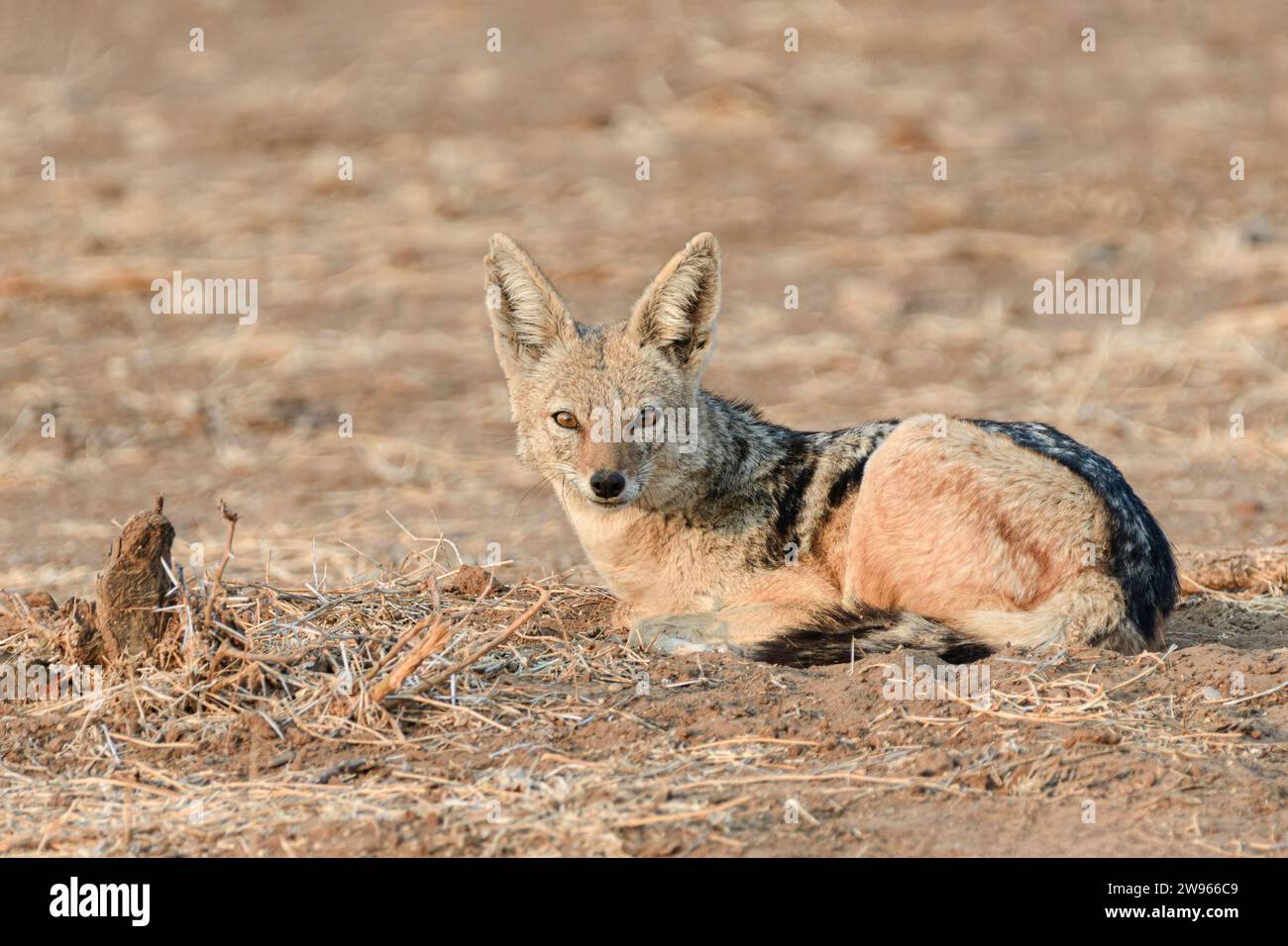 Cape black-backed jackal, Lupulella mesomelas, Mashatu Game Reserve ...
