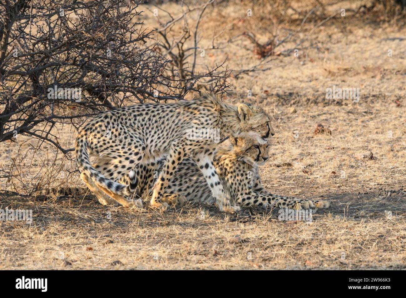 Cheetah cubs, Acinonyx jubatus, Mashatu Game Reserve, Botswana Stock Photo - Alamy
