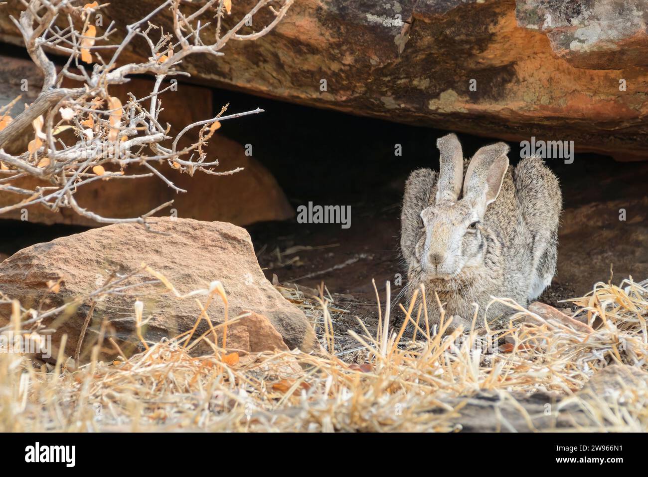 Pronolagus randensis hi-res stock photography and images - Alamy