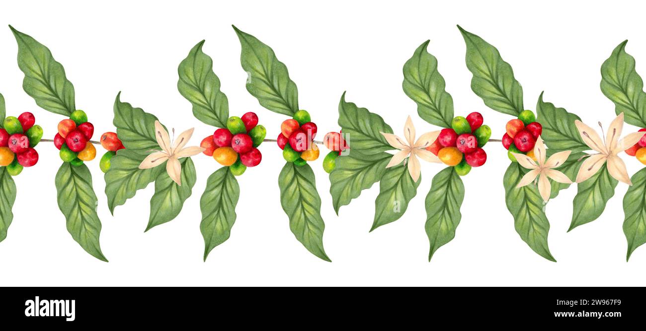 Horizontal seamless border of coffee tree branch with flowers. Aroma of ...