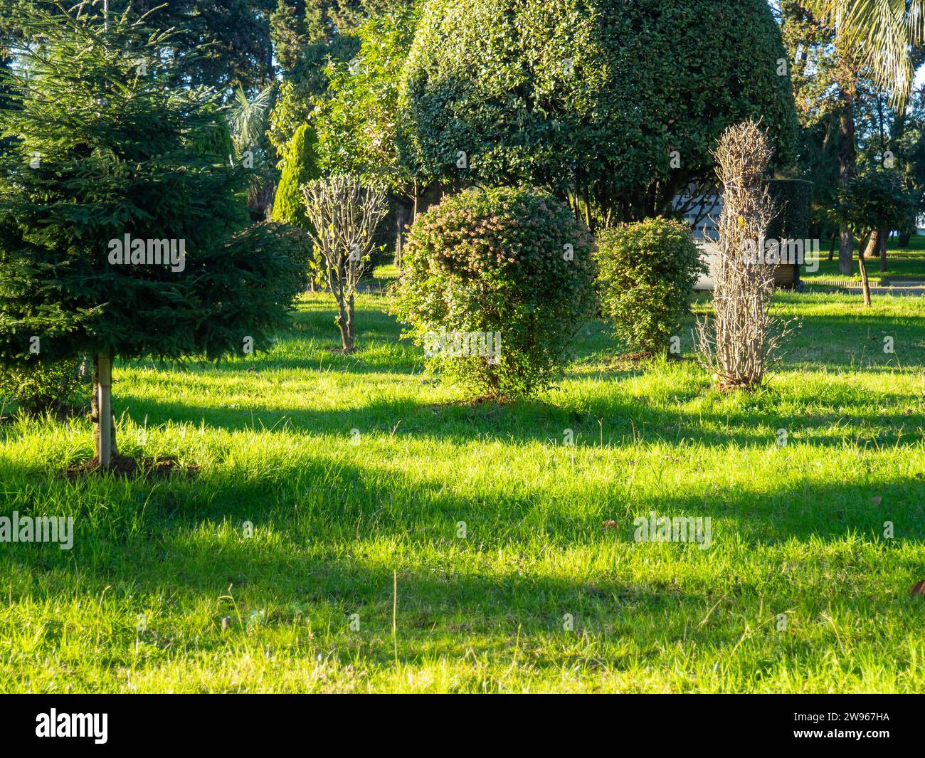 Batumi parks in December. Green park in winter. Well maintained landing ...