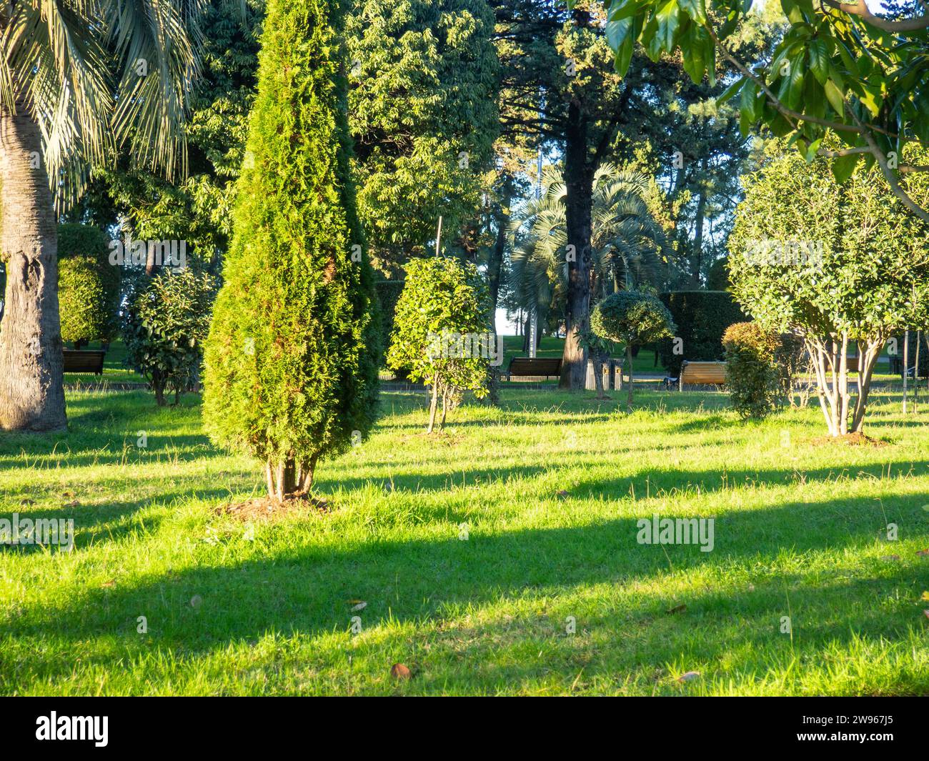 Batumi parks in December. Green park in winter. Well maintained landing ...