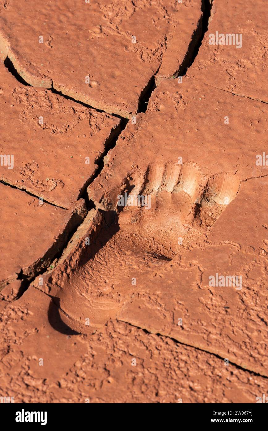 Human footprint in silt along the Green River in Canyonlands National ...