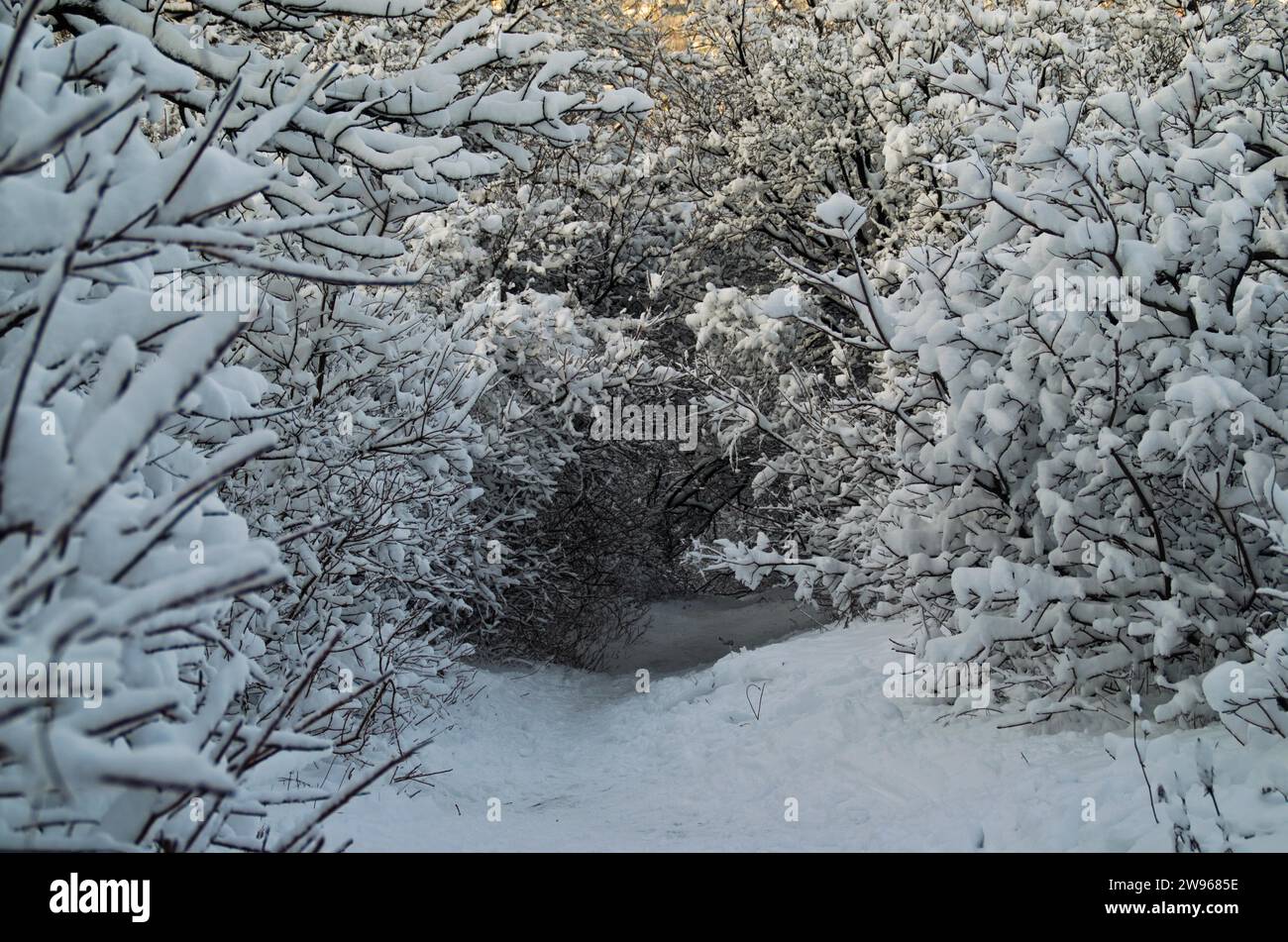 Walking path down through a tree arch in a winter, snowy forest scenic ...
