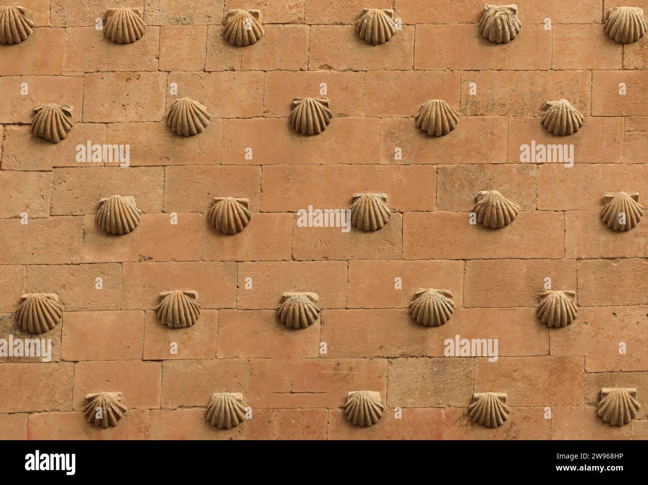 Background of conch shells attached to a wall at intervals Stock Photo ...