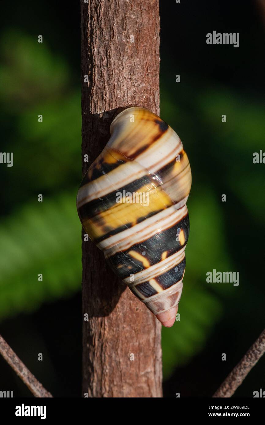 Florida Tree Snail - Liguus fasciatus - on Gumbo Limbo Tree - Bursera ...