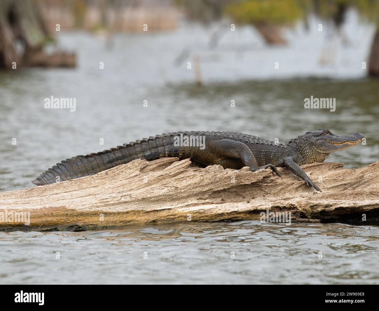 American alligator above hi-res stock photography and images - Alamy