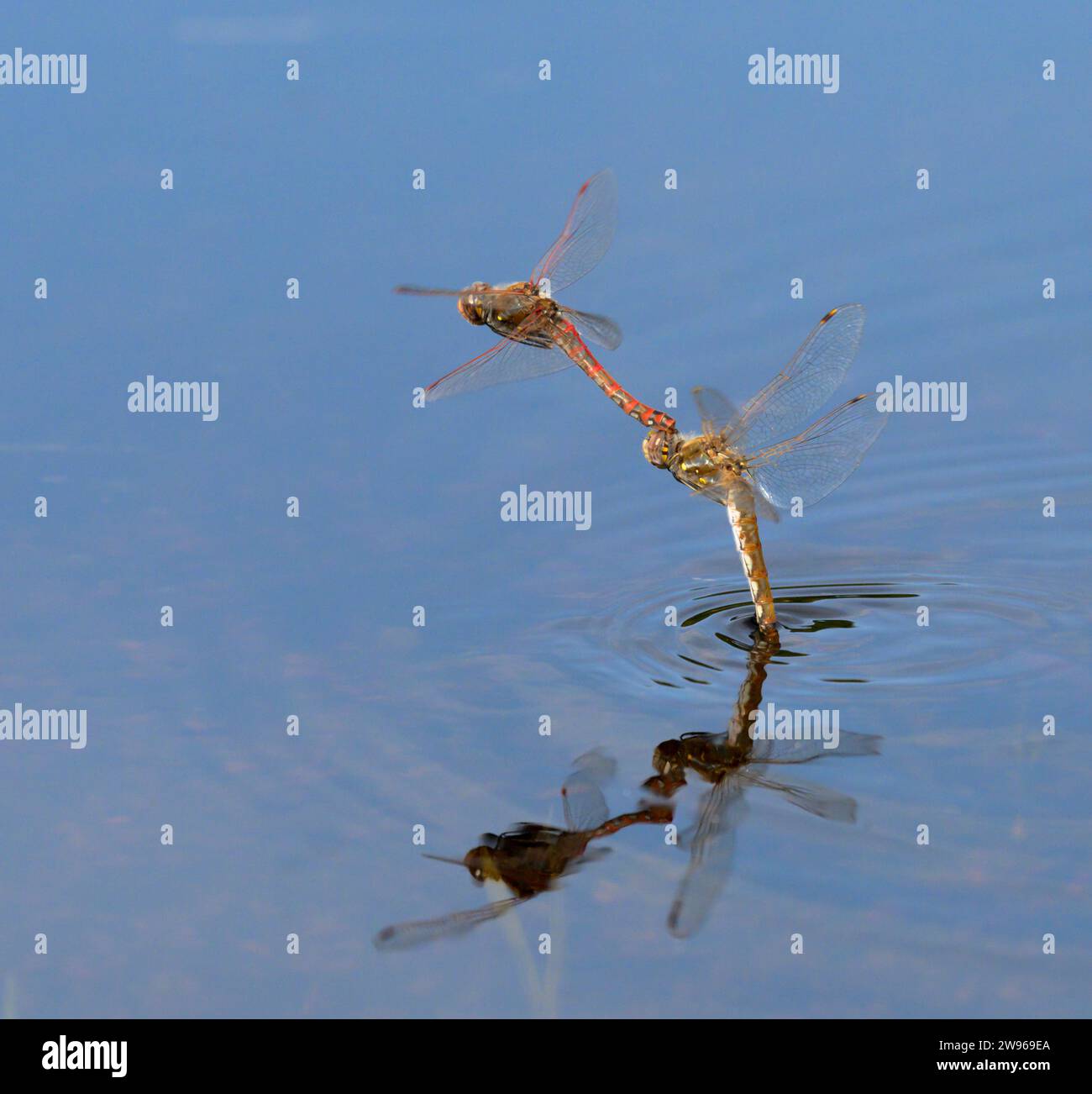 A couple of Variegated meadowhawk dragonflies (Sympetrum corruptum ...