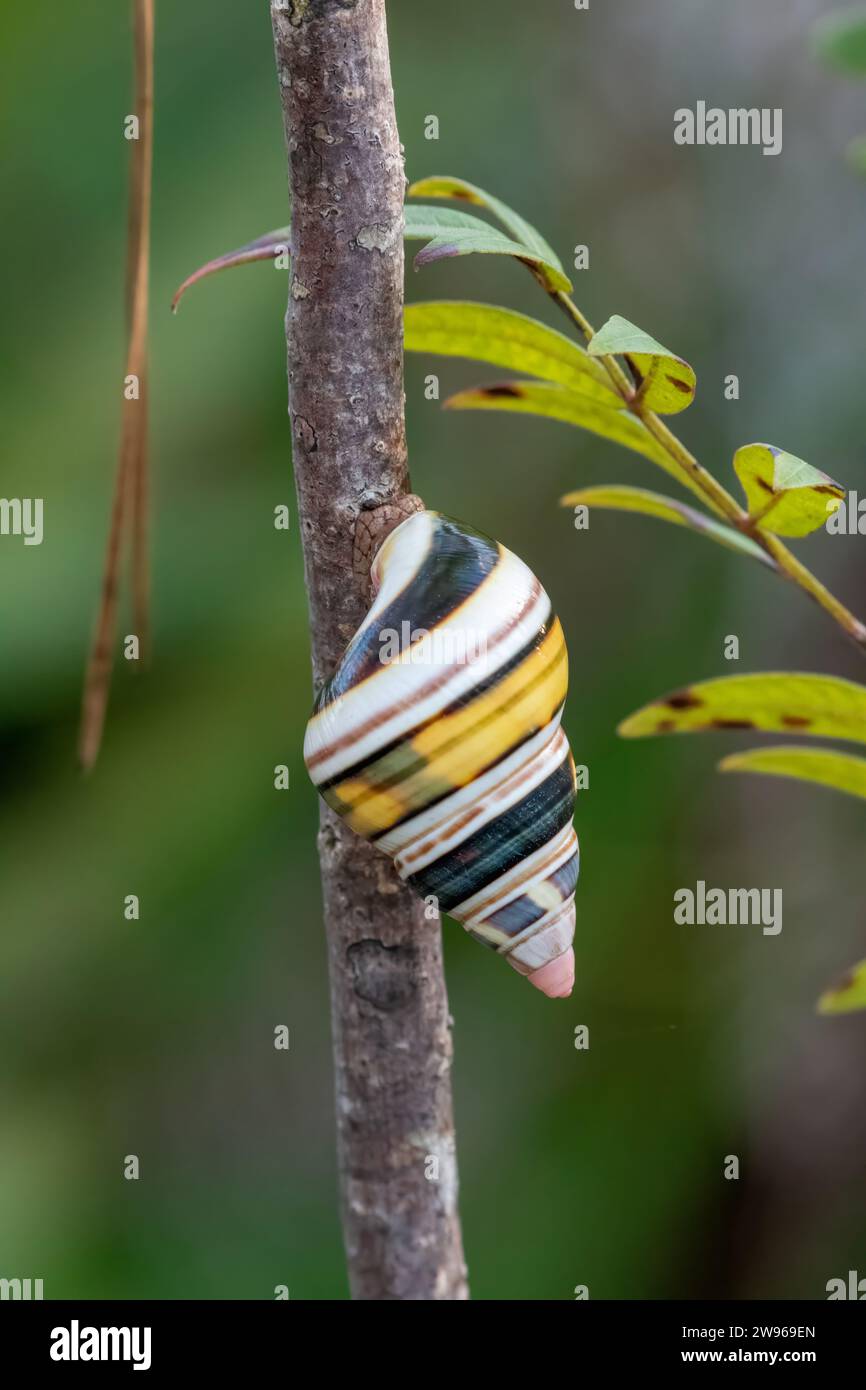 Florida Tree Snail - Liguus fasciatus - on Gumbo Limbo Tree - Bursera ...