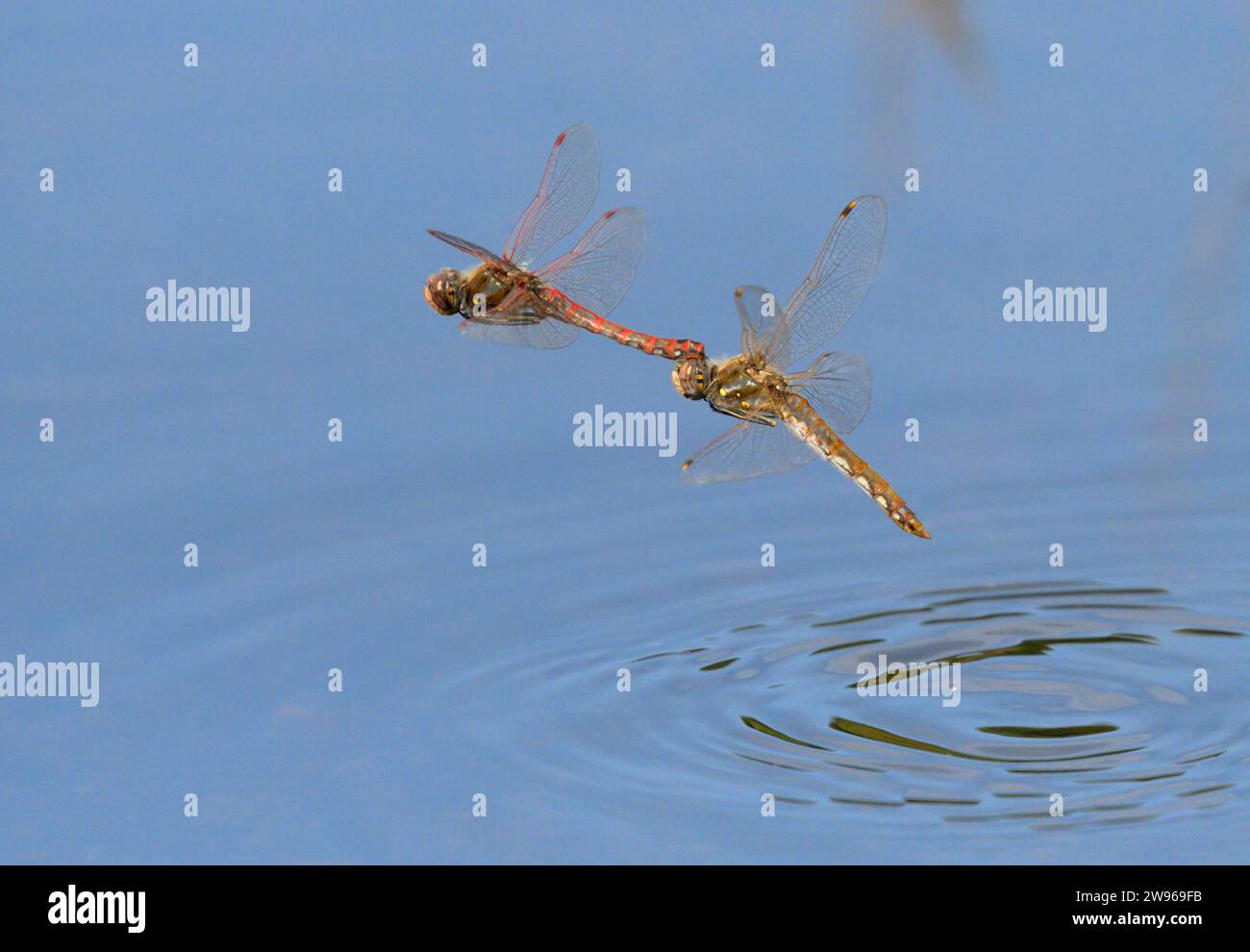 A couple of Variegated meadowhawk dragonflies (Sympetrum corruptum ...
