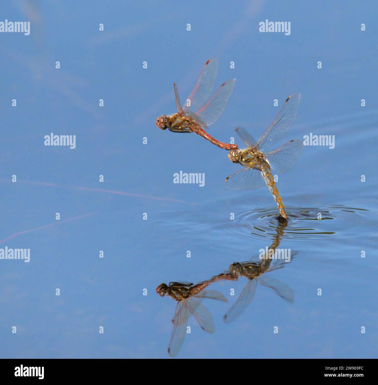 A couple of Variegated meadowhawk dragonflies (Sympetrum corruptum ...