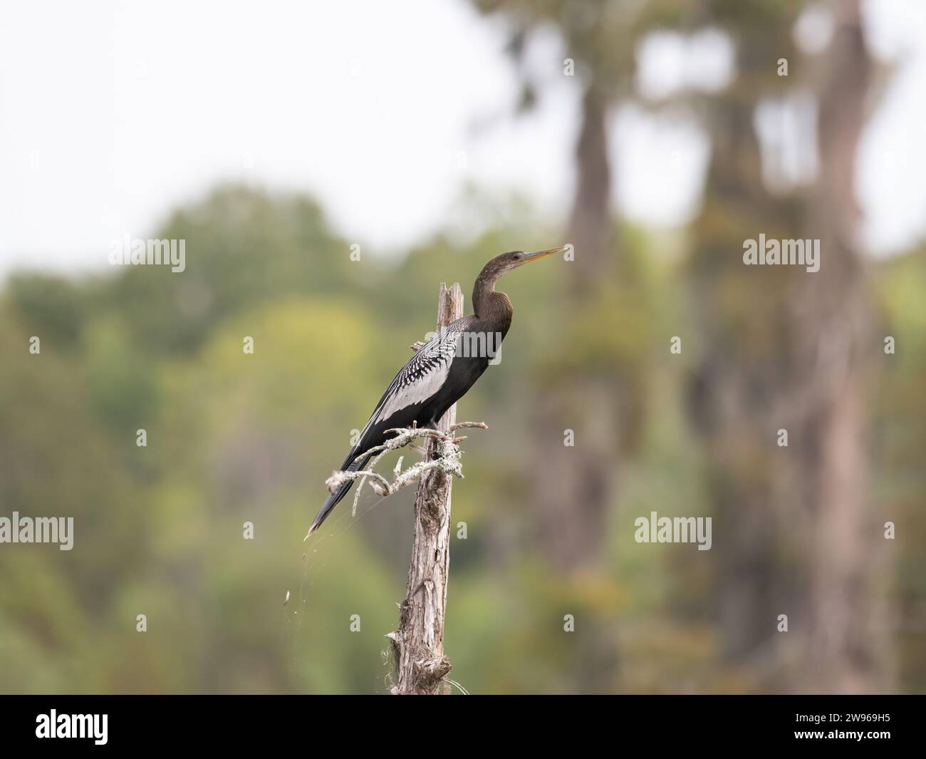 Anhinga or snake bird perched on a dead tree trunk in a Louisiana swamp ...