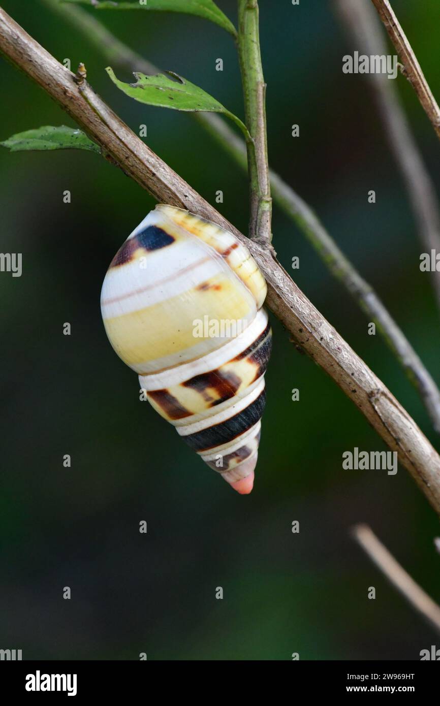 Florida Tree Snail - Liguus fasciatus - on Gumbo Limbo Tree - Bursera ...
