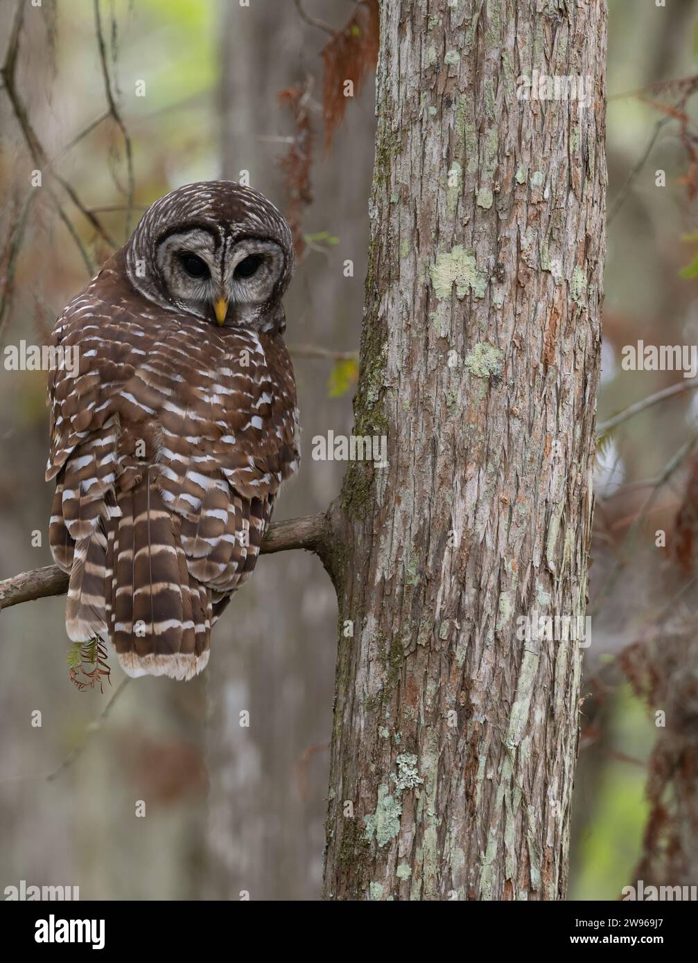 Barred owl perched on a bald cypress branch looking down at the camera ...