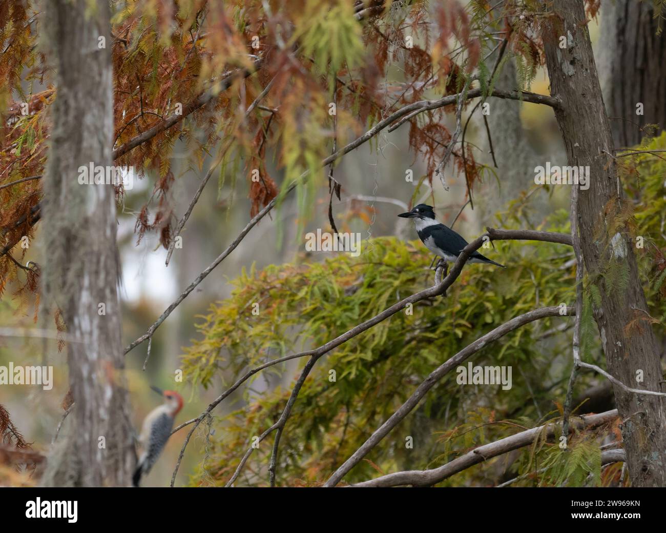 Male Belted Kingfisher perched on a bald cypress tree branch with a red ...