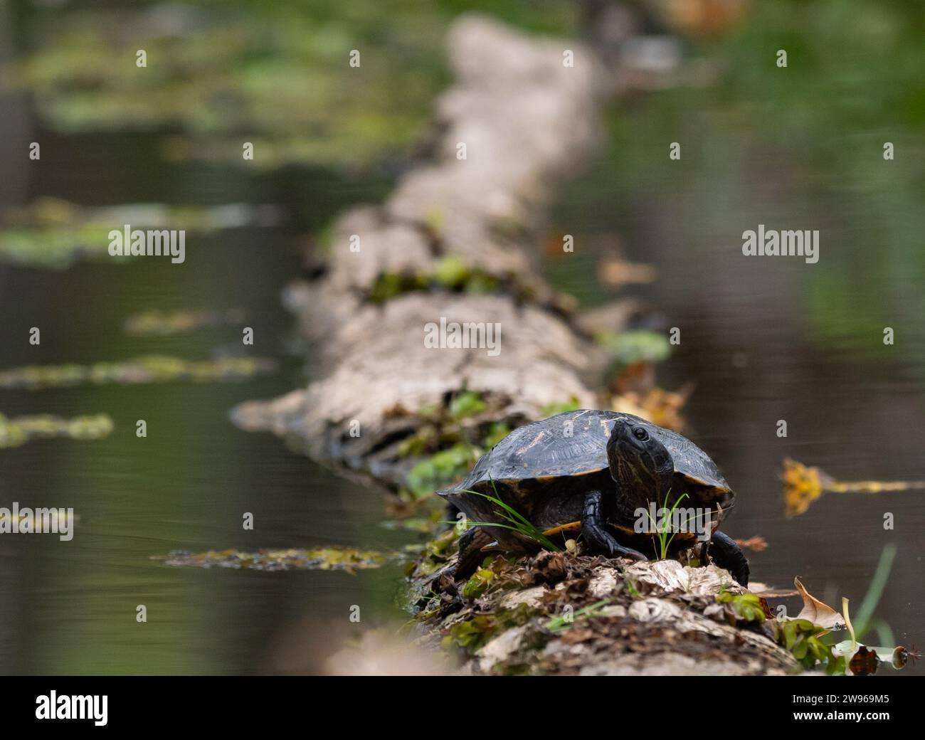 Camera slider hi-res stock photography and images - Alamy