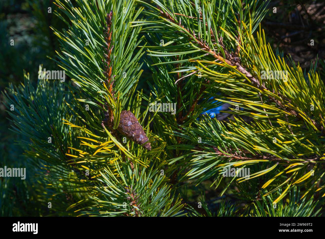 Branch bearing the yellow green needles and leathery cone of the scots ...