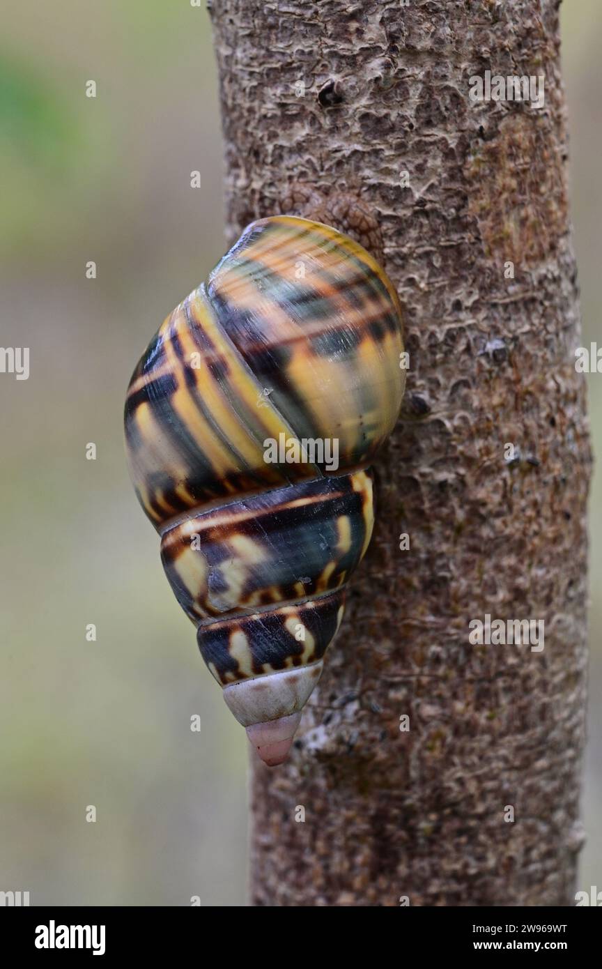 Florida Tree Snail - Liguus fasciatus - on Gumbo Limbo Tree - Bursera ...